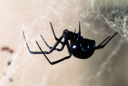 Ohio’s biting spiders | spidersrule