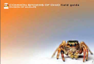 common spiders of Ohio field guide | spidersrule