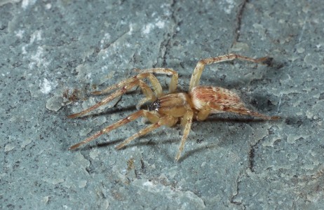 ghost spiders (Family Anyphaenidae) | spidersrule