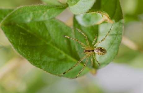 sheetweavers (Family Linyphiidae) | spidersrule
