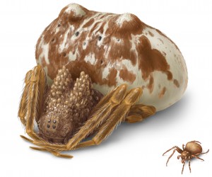 Bolas spiders! | spidersrule