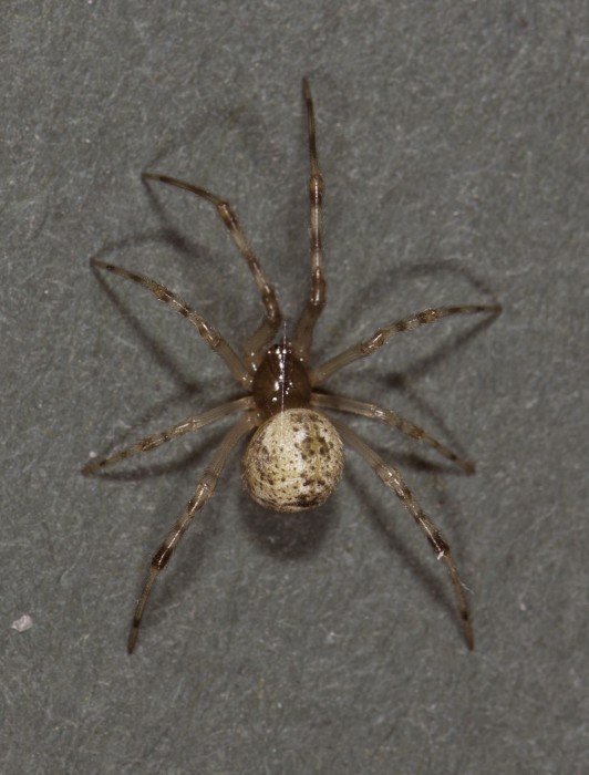 color shifts | spidersrule