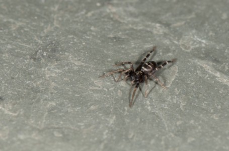 Spiders in Winter | spidersrule