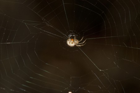 Spiders in Winter | spidersrule