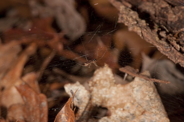 Spiders in Winter | spidersrule