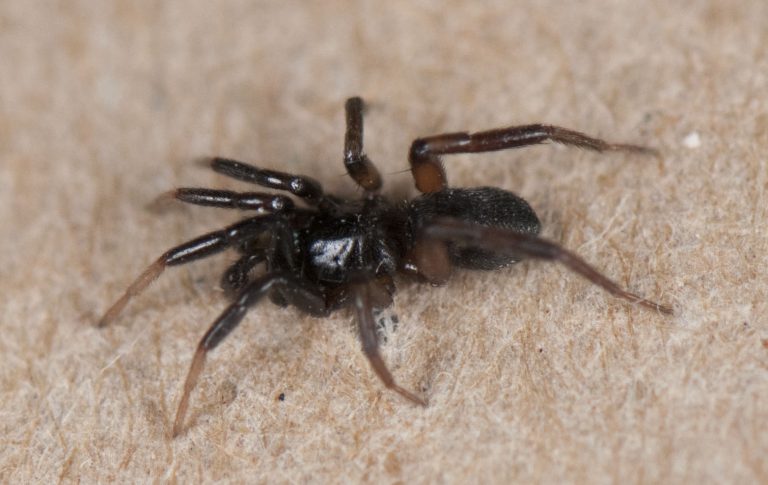 Winter spiders (yes they are out there) | spidersrule