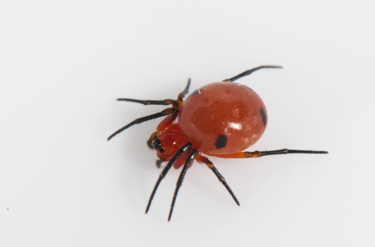 Hypsosinga in a web! | spidersrule