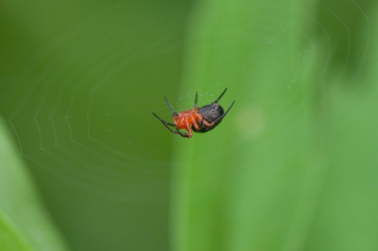 Hypsosinga in a web! | spidersrule