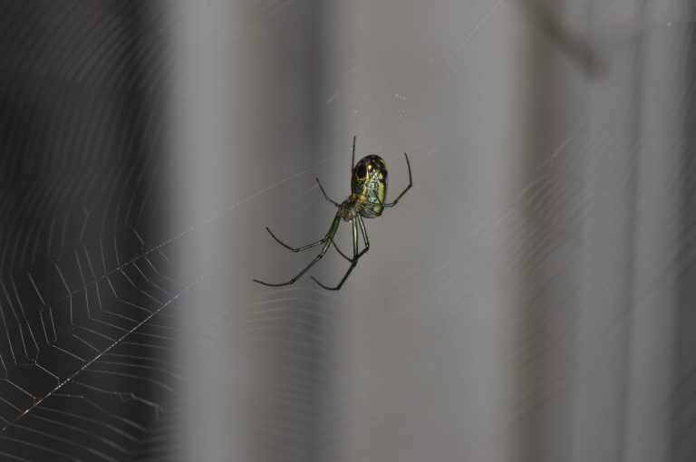 BLOG | spidersrule | spiders in Ohio, USA